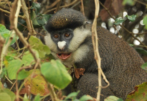 Nomad | The red tail monkey