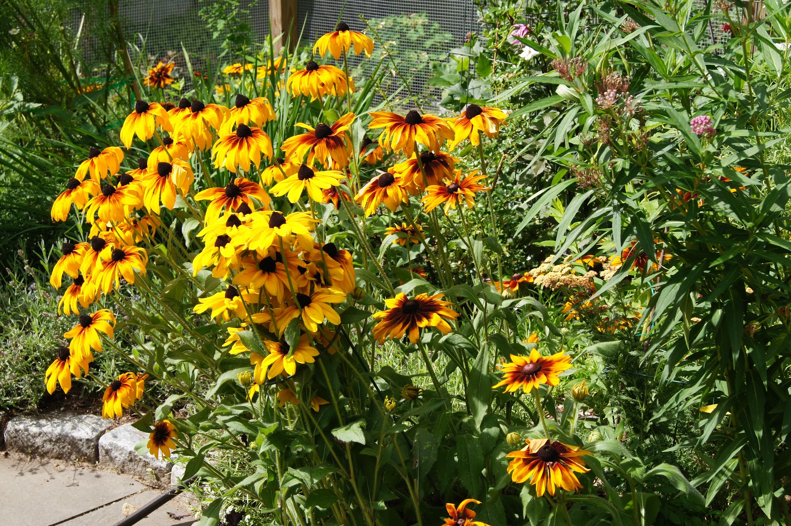 The Sustainable-Enough Garden: Neonics reprised