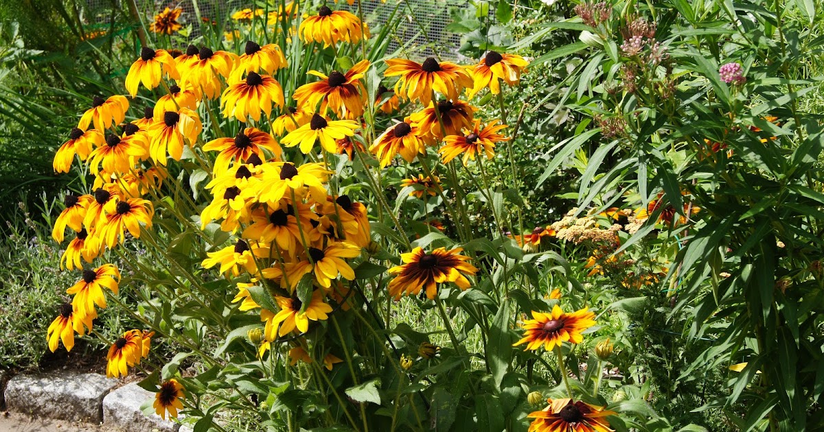 The Sustainable-Enough Garden: Neonics reprised