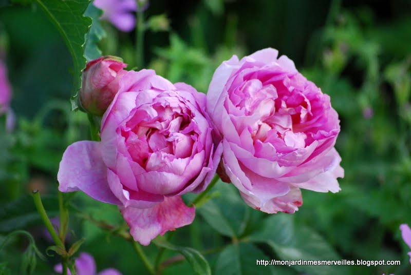 Mon Jardin Mes Merveilles: Nouvelles roses 2012 : Le coup de coeur d ...