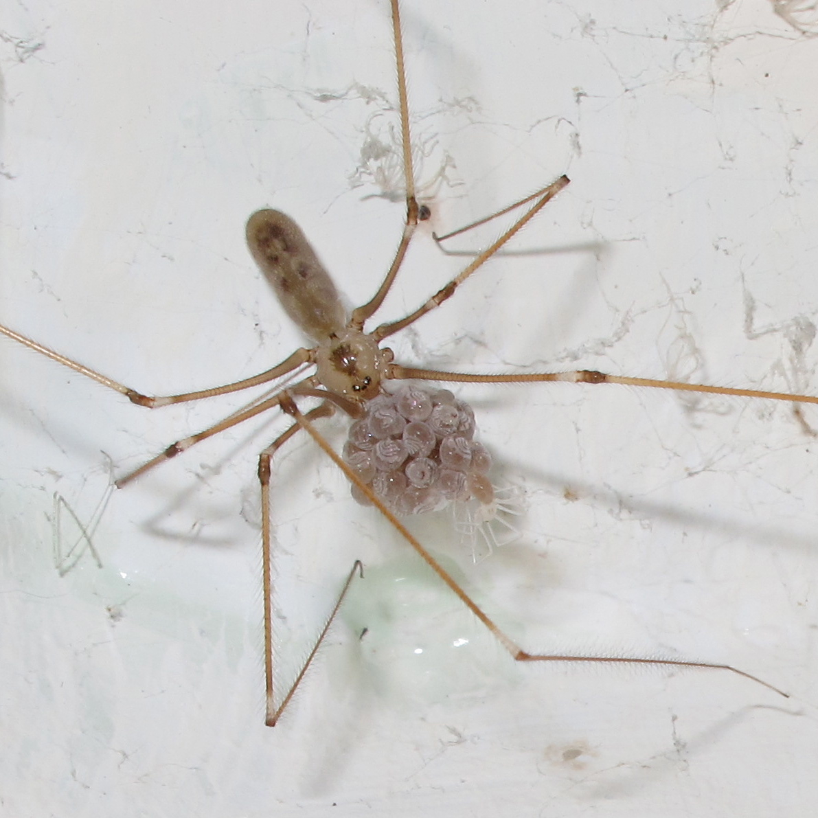 BugBlog: Newborn Pholcus spider