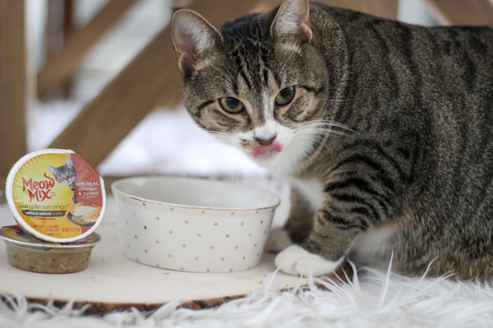 THREE WAYS TO SPOIL YOUR KITTY | A Classy Fashionista