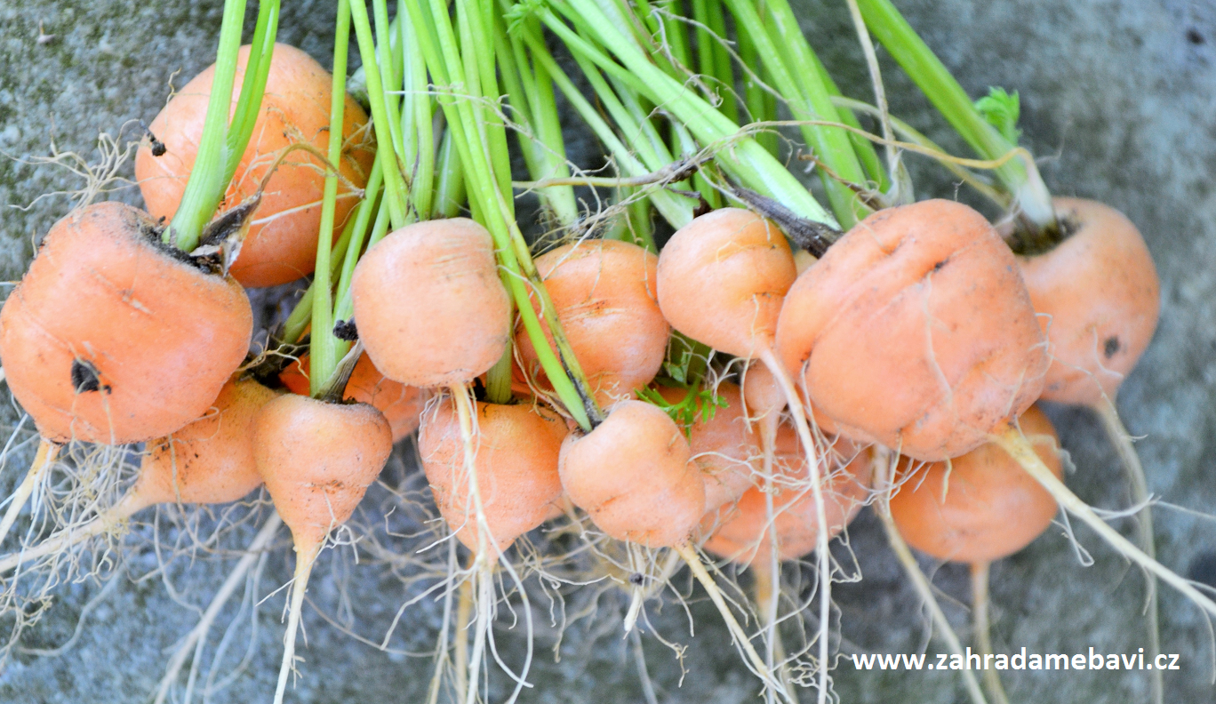 ZAHRADA MĚ BAVÍ : Není mrkev jako mrkev