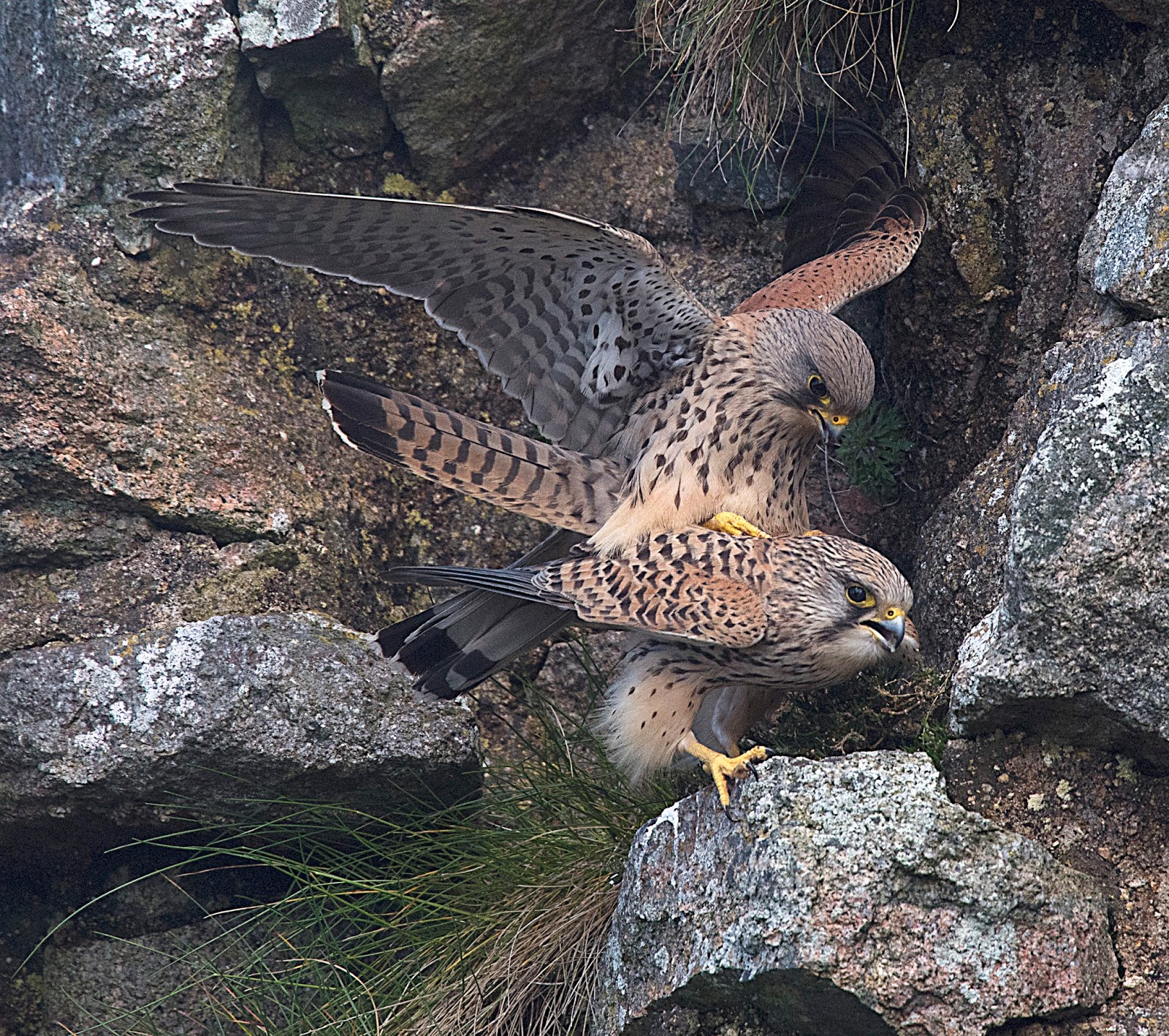 Alan James Photography : Mating Kestrels