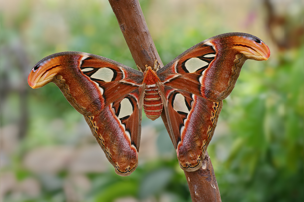 MACREANDO: Mariposario de Benalmádena, Málaga