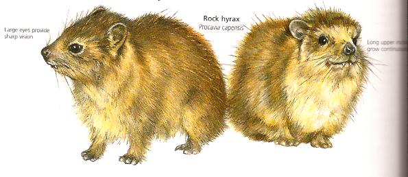 Perfume-Smellin' Things Perfume Blog: So I Tinctured Some Hyrax Poop ...