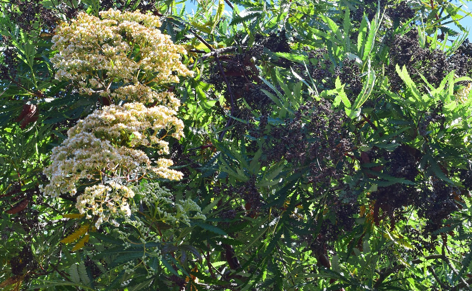 Friends of the Carmel Forest Tree Tour with Dr. Matt Ritter - June 2018