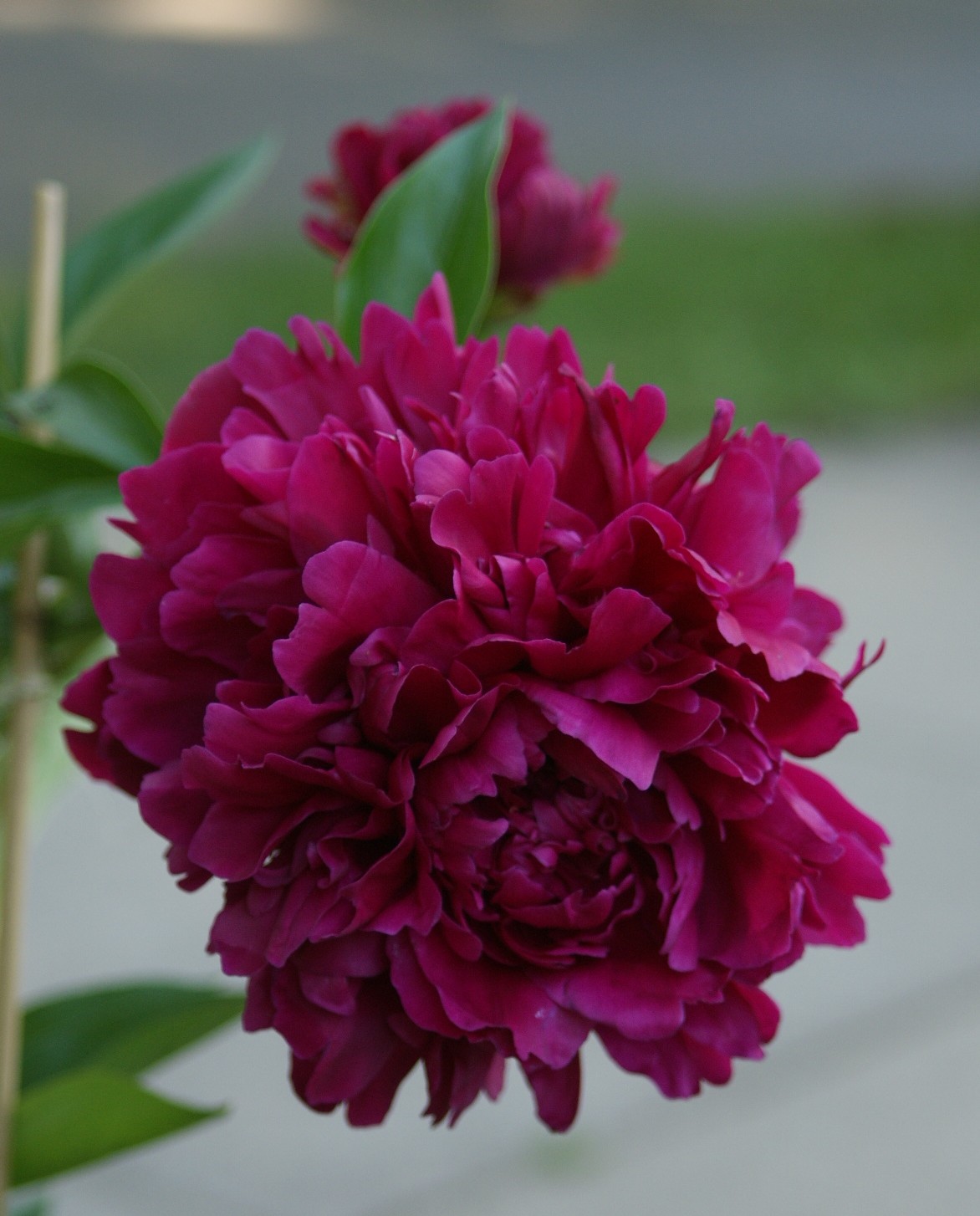 Visit My Garden: Peonies