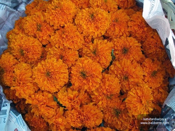 Album Bali: Bunga Gemitir