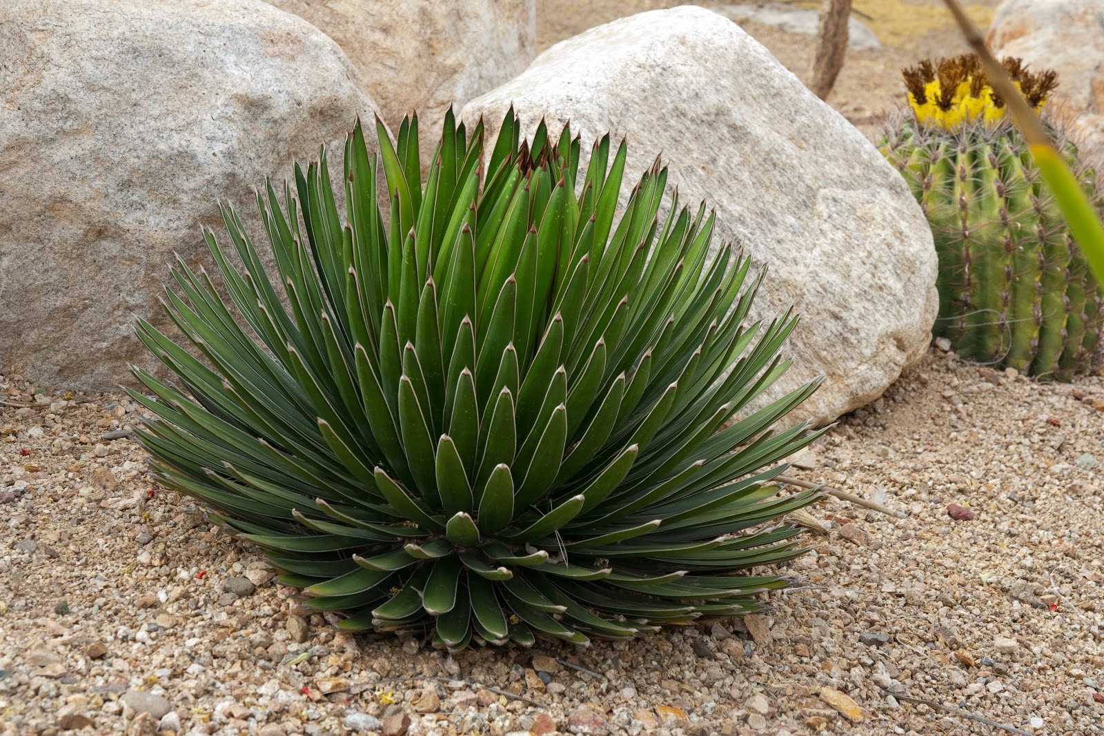 danger garden: Agaves, Living sculptures for landscapes and containers ...