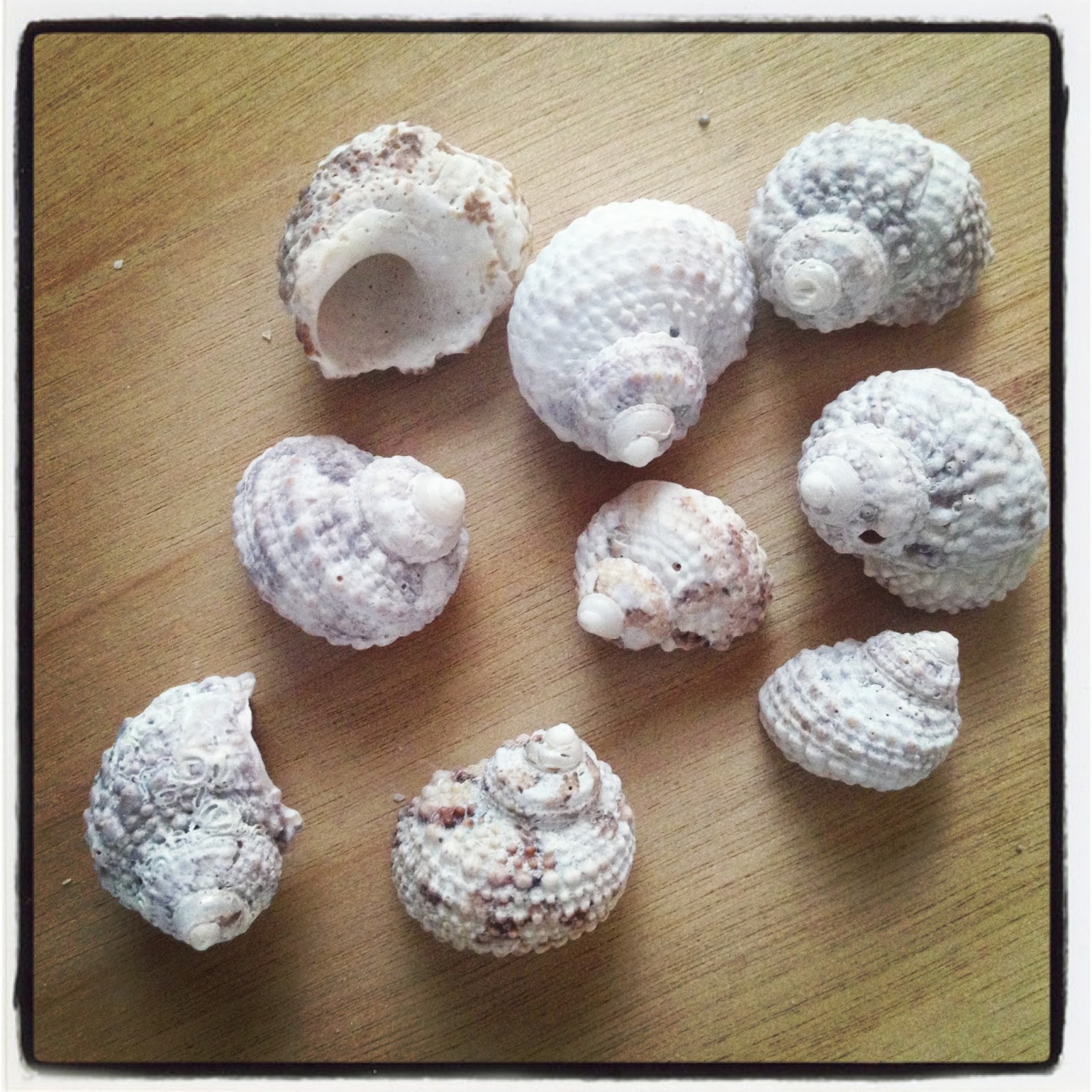 The Hunter and The Gatherer: Shelling at Longboat Key, Florida