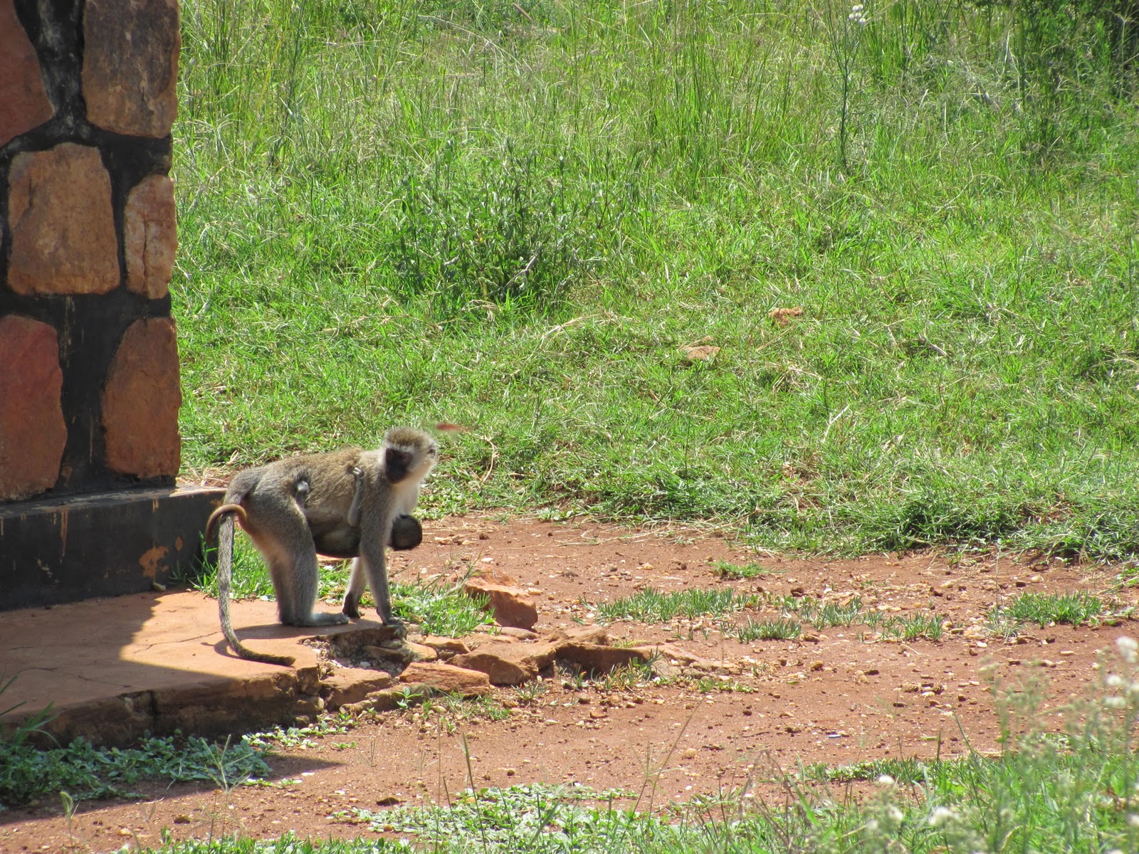 Dio Mass College Pilgrims: Starting the New Year With a Warthog ...