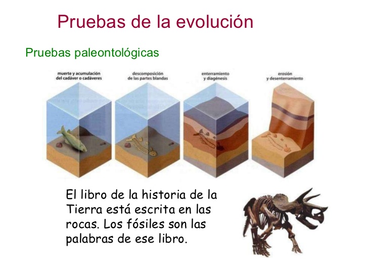 Biología y Geología en el IES Valle de Leiva: Pruebas paleontológicas ...