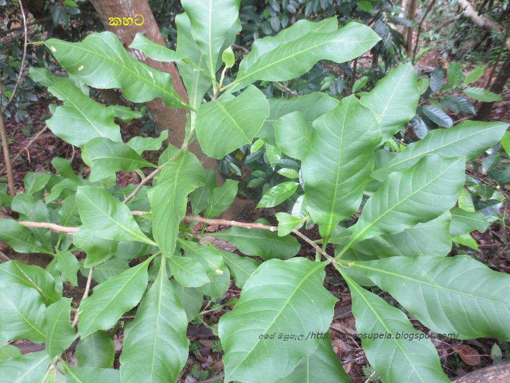 කහට [Kahata] (Careya arborea) ~ අපේ ඔසුපැළ Medicinal Plants of Sri Lanka