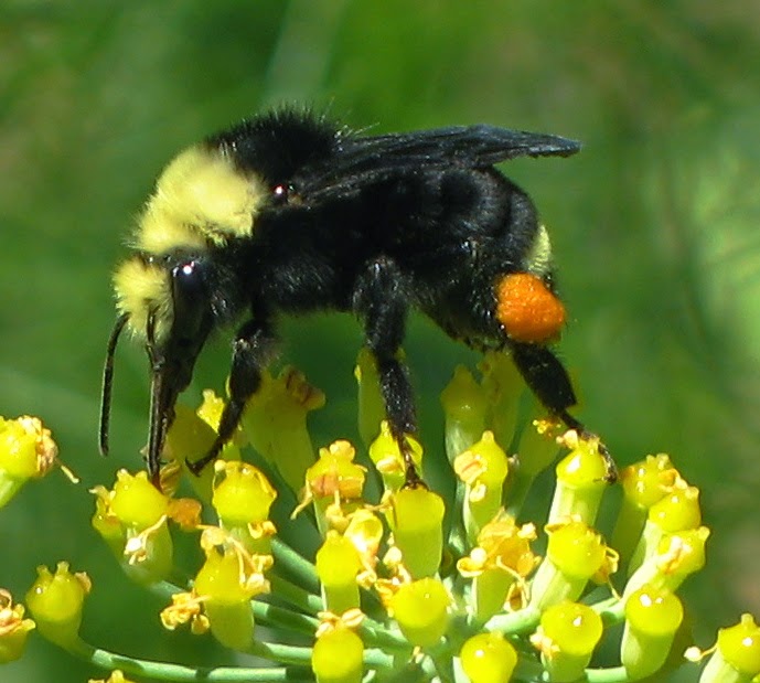 Bees, Birds & Butterflies: Bumblebee Poster