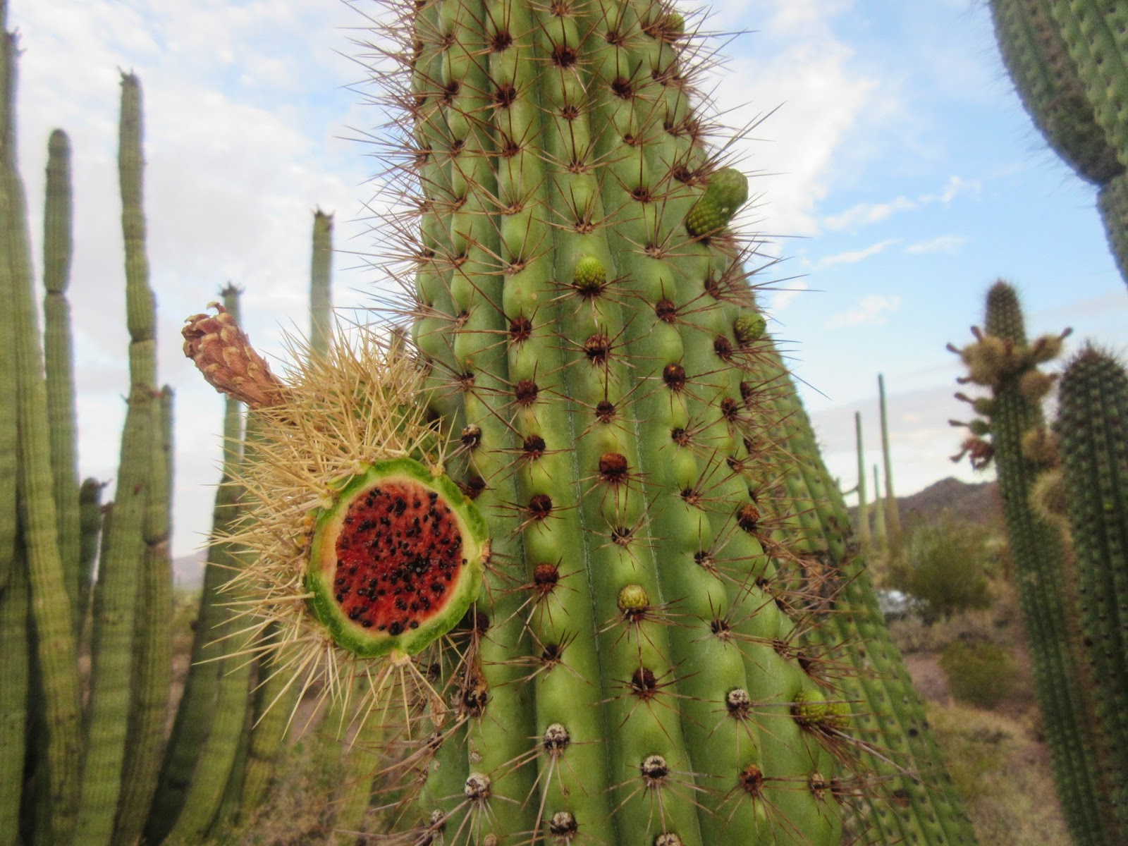 Cannundrums: Organ Pipe Cactus Fruit