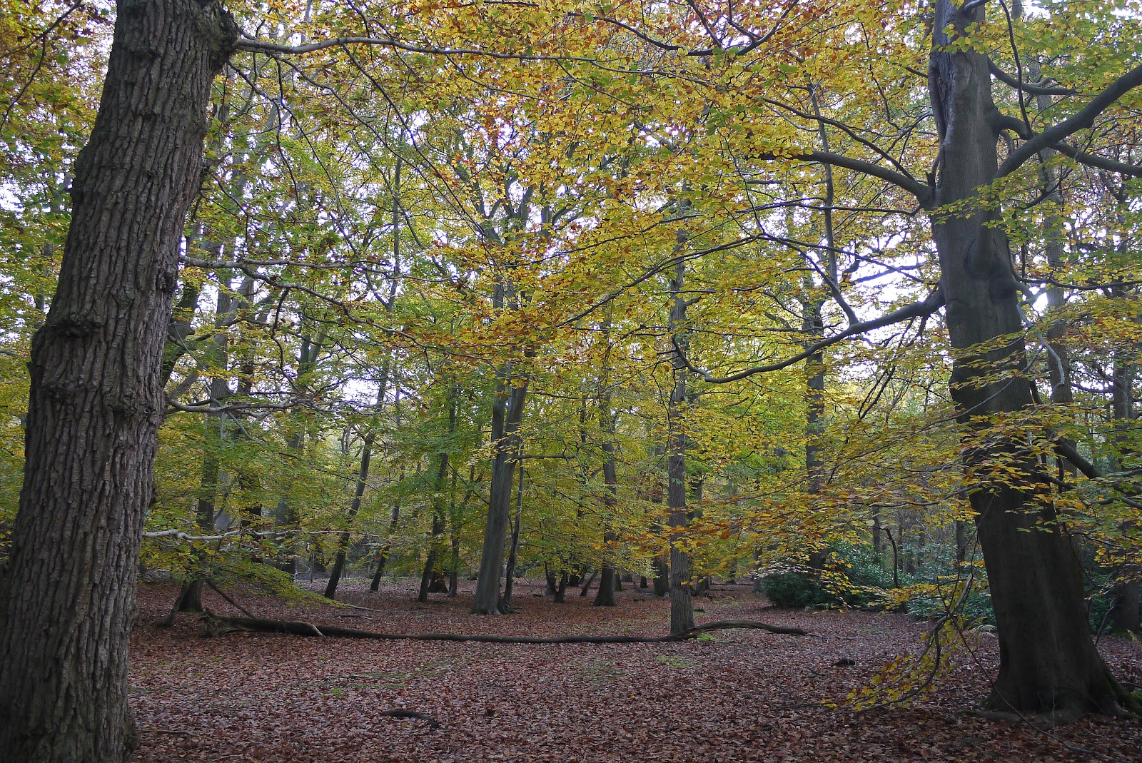 Walking in the country: Burnham Beeches and Littleworth Common