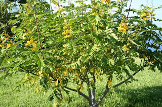 Philippine Medicinal Plants: Medicinal Plant: Ringworm Bush (Cassia alata)