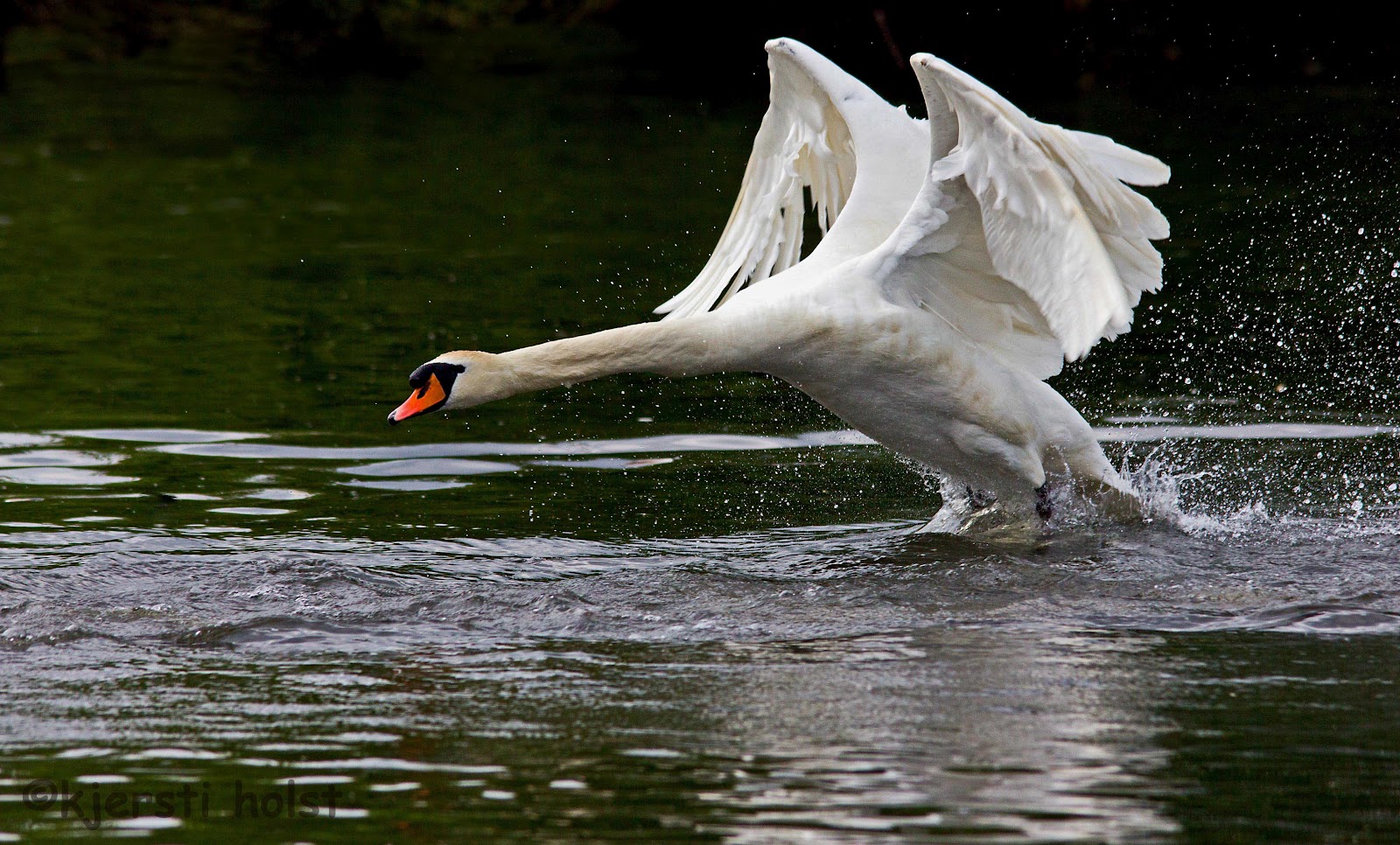 VELKOMMEN TIL KJERSTIS LØSE TRÅDER: Sinna svane, mektig svane---et av ...