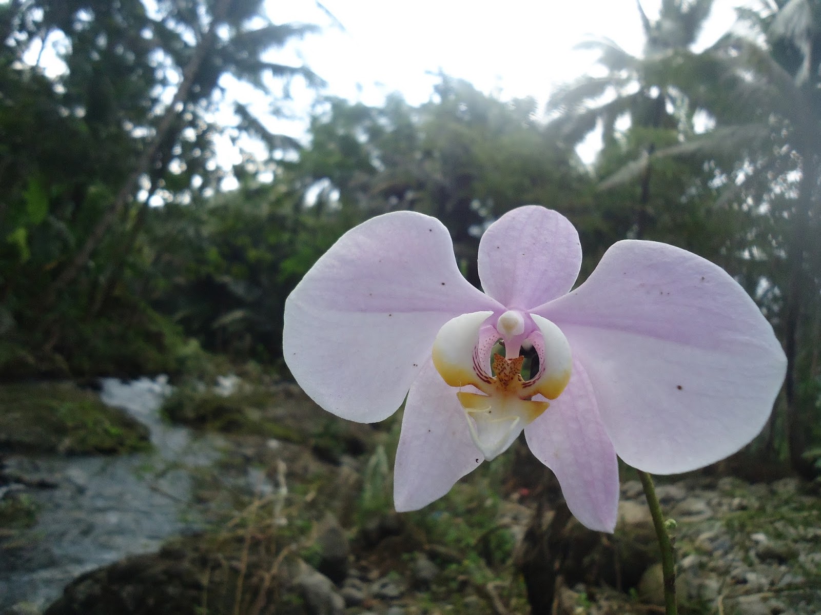 Wallpaper Bunga Anggrek Bulan Ungu Putih Dan Keindahan Sungai - Rumah ...