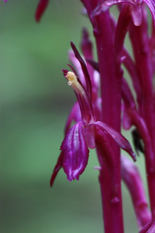 Native Orchids of the Pacific Northwest and the Canadian Rockies (and ...