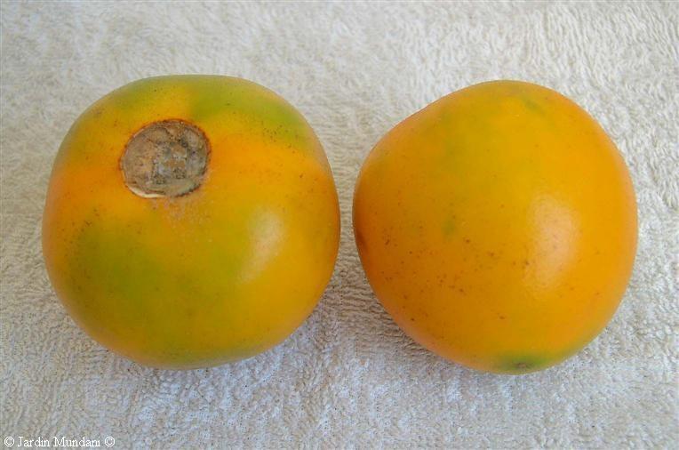 Sangrando en verde: Naranjita de Quito: una fruta con futuro