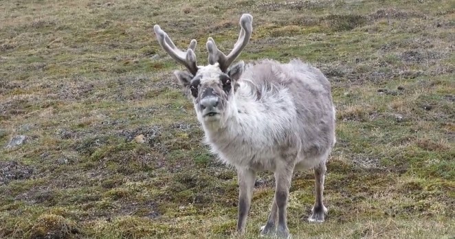 White Wolf : The Cutest Svalbard Reindeers You Ever Did See