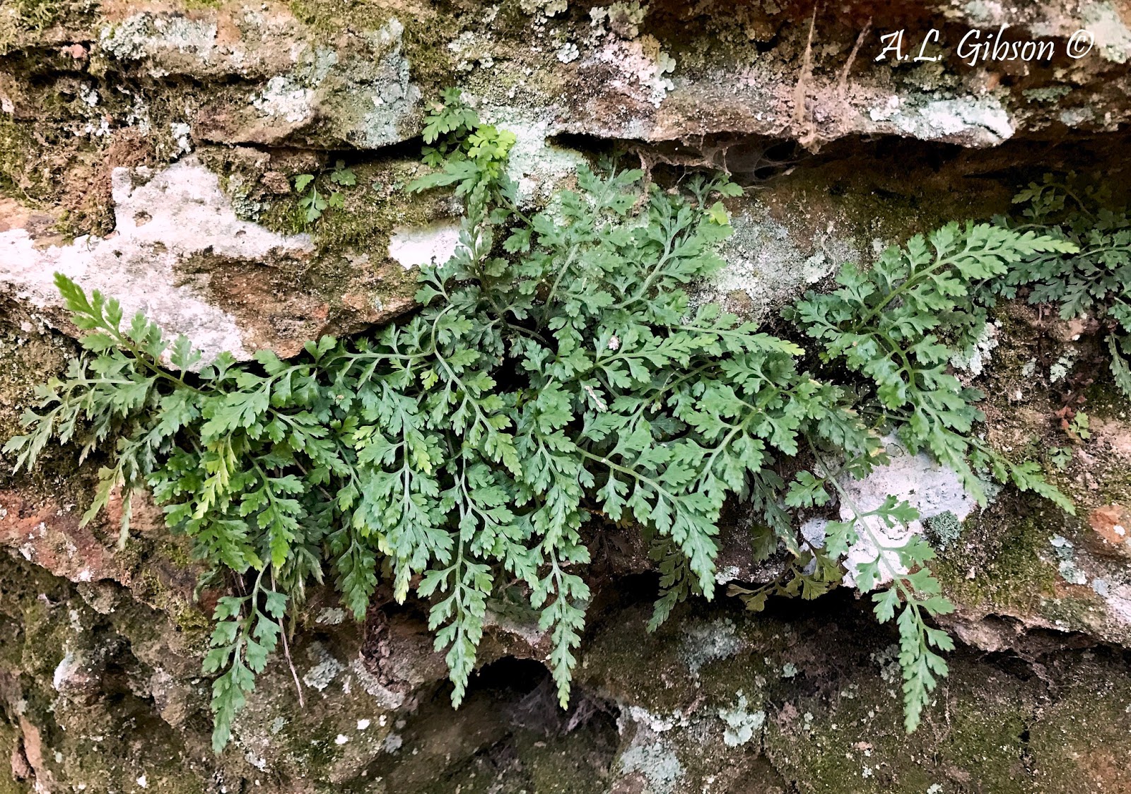 The Buckeye Botanist: The Asplenium Ferns of Ohio