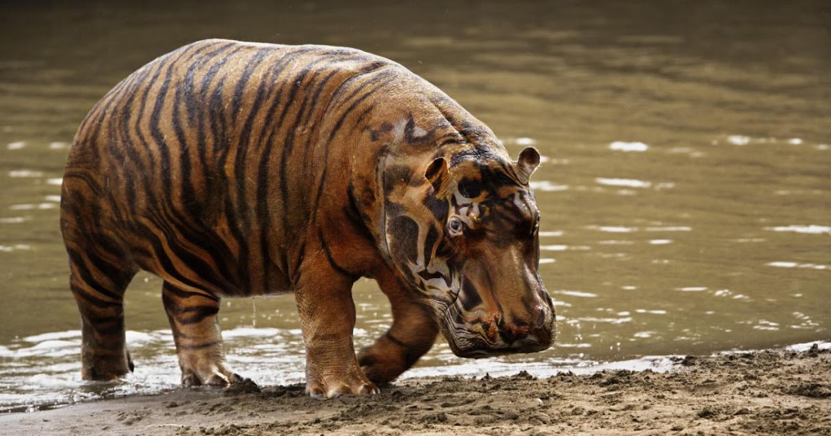 Photoshop: Swapping Animal Skin