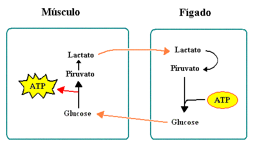 CLICK INDISPENSÁVEL: LACTATO E EXERCÍCIO