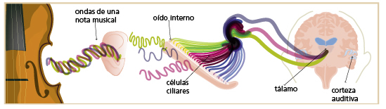 Percepción y recepción de la Música en las personas: Percepción y ...