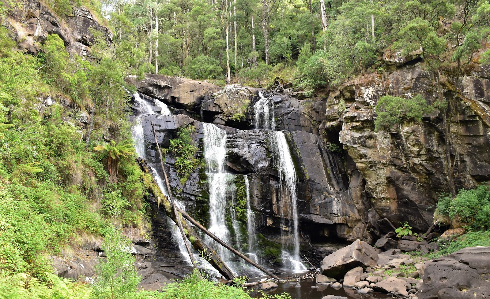 Goin' Feral One Day At A Time: Stevensons Falls Circuit, Otway Forest ...