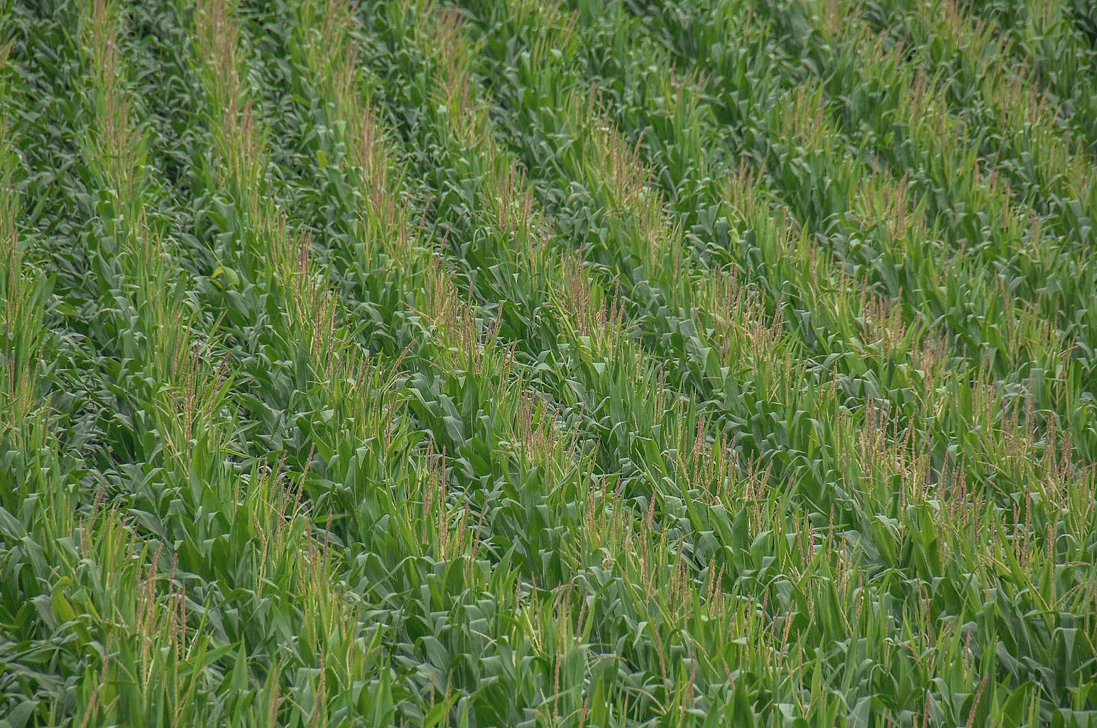 Bailey's Buddy: Crop rows defining the rural landscape Photos by Bob Kelly
