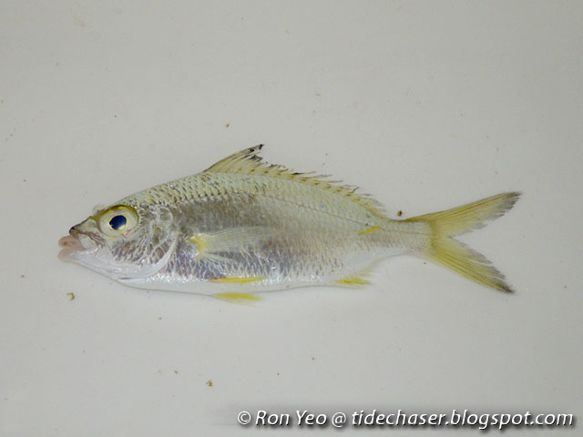 tHE tiDE cHAsER: Perciformes Fishes (Phylum Chordata: Order Perciformes ...