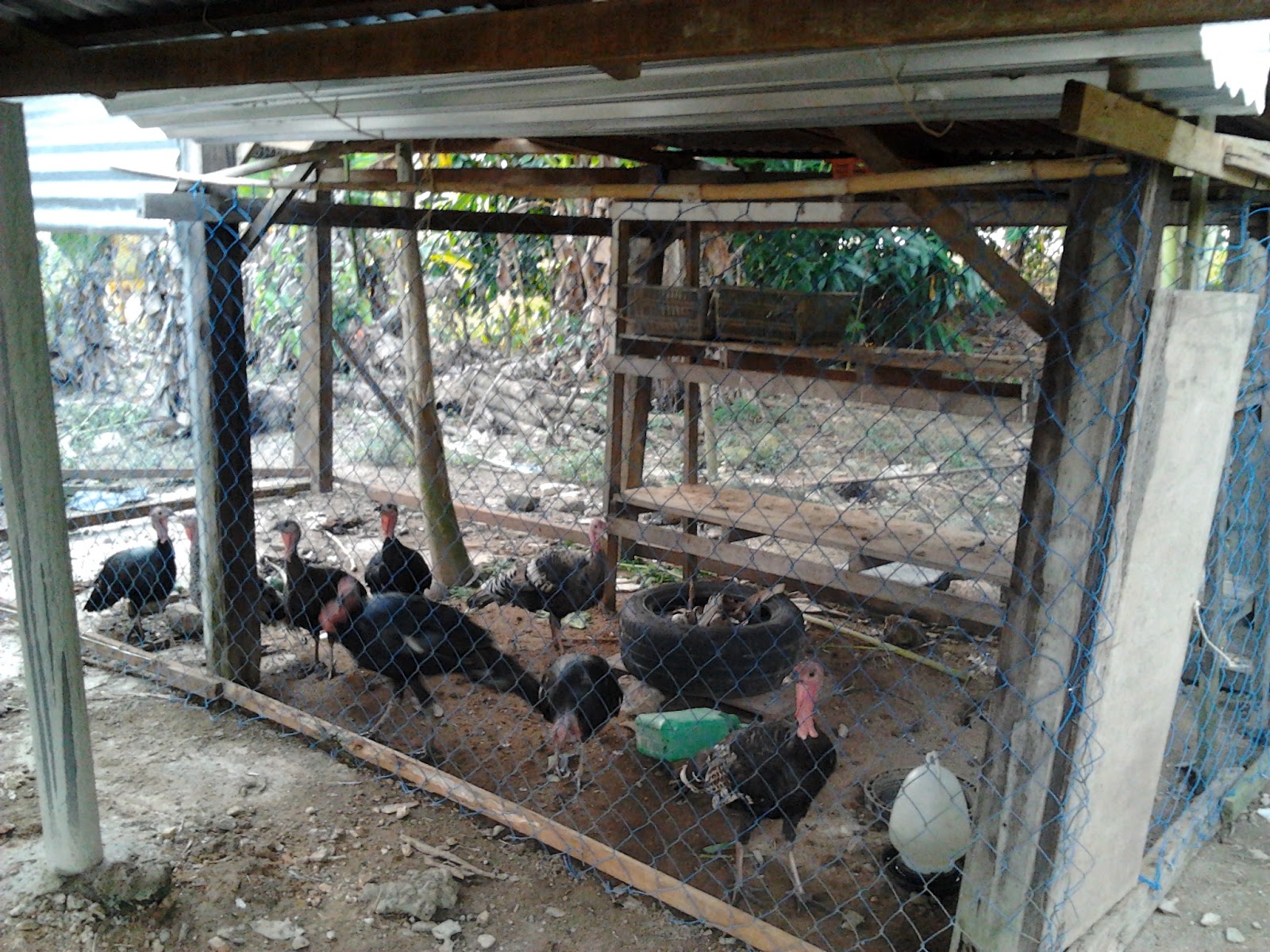 Penternakan Ayam Kampung Asli/Ori: Reban Baru,,