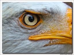 Vision Pro Optical: Eagle Eyes: How Much Sharper are an Eagle’s Eyes ...