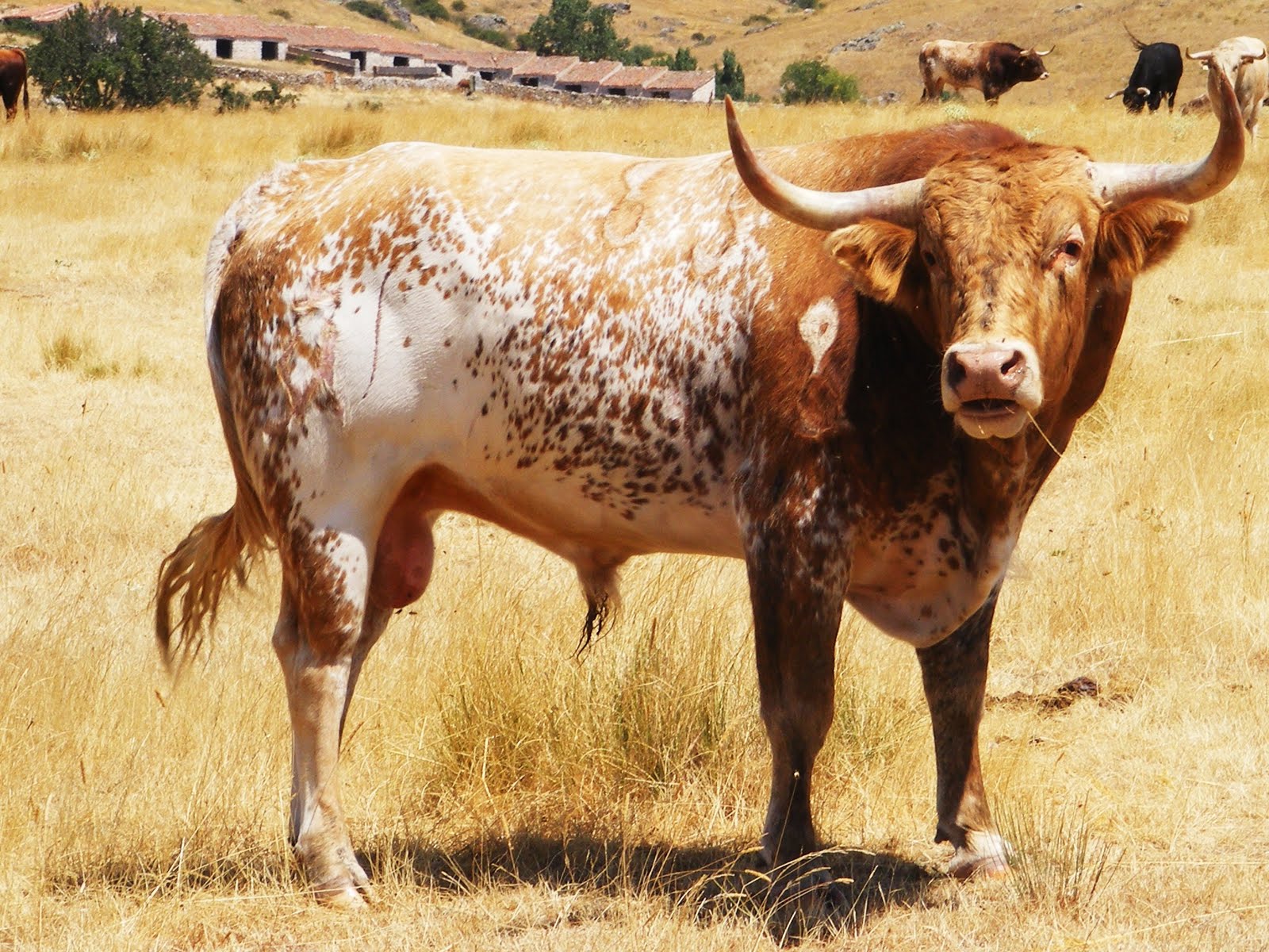 GANADERIA :ANTONIO SAN ROMAN: vacas, toros y novillos