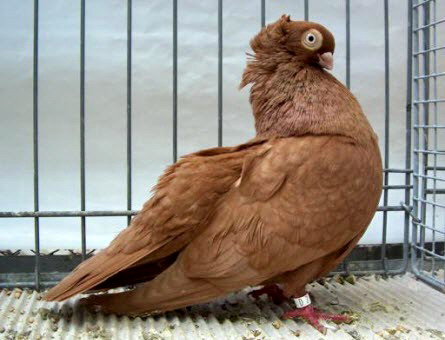 Jucător de Stapar | Rase-de-Porumbei-ro