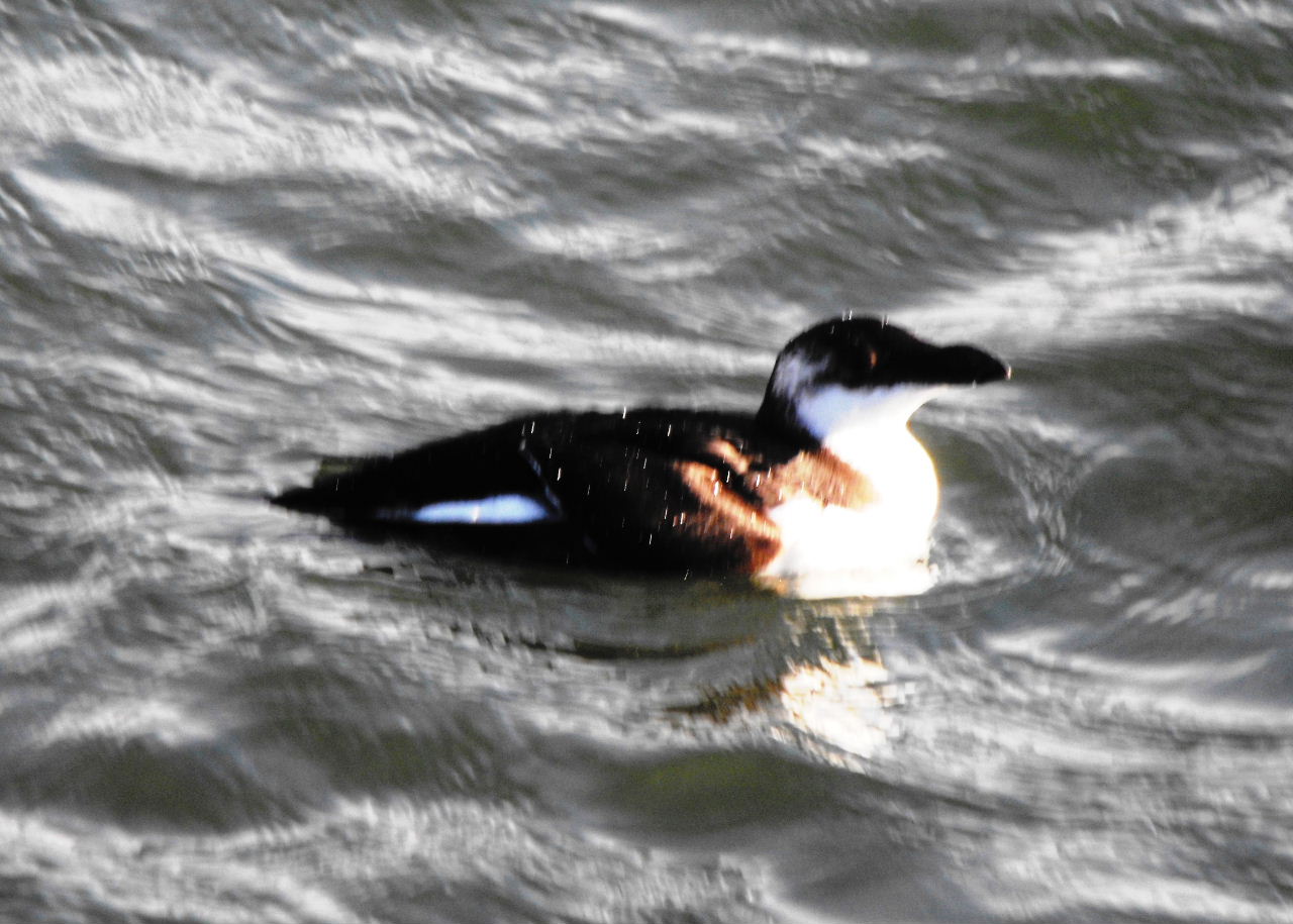 Largo Baywatch: Razorbill in Winter Plumage