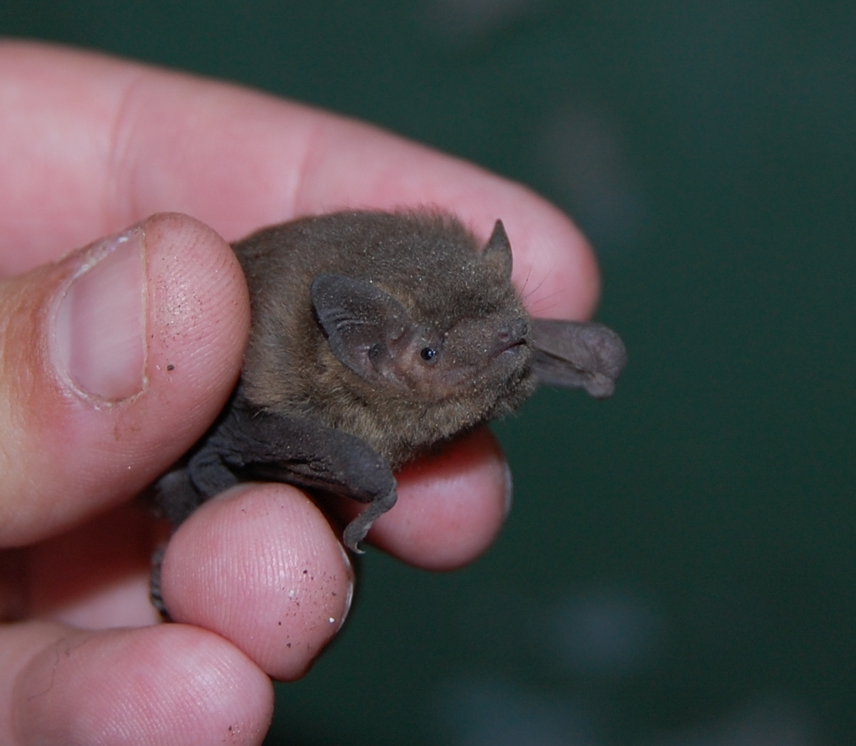Blåklokkehagen: Dyreliv i hagen. Tilbakeblikk på noen spesielle ...