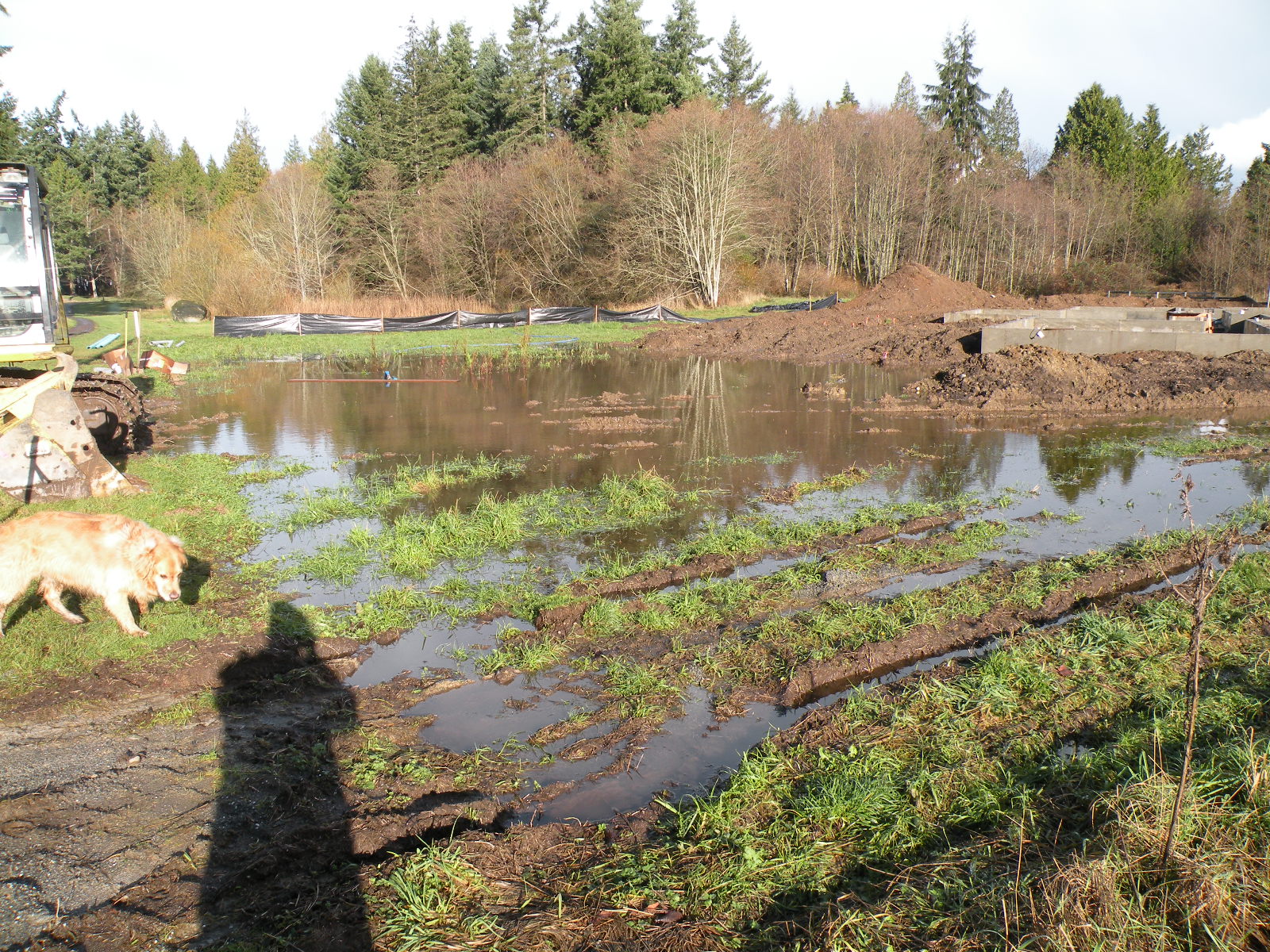 Bufflehead Pond - Life on the farm: Water Water Everywhere