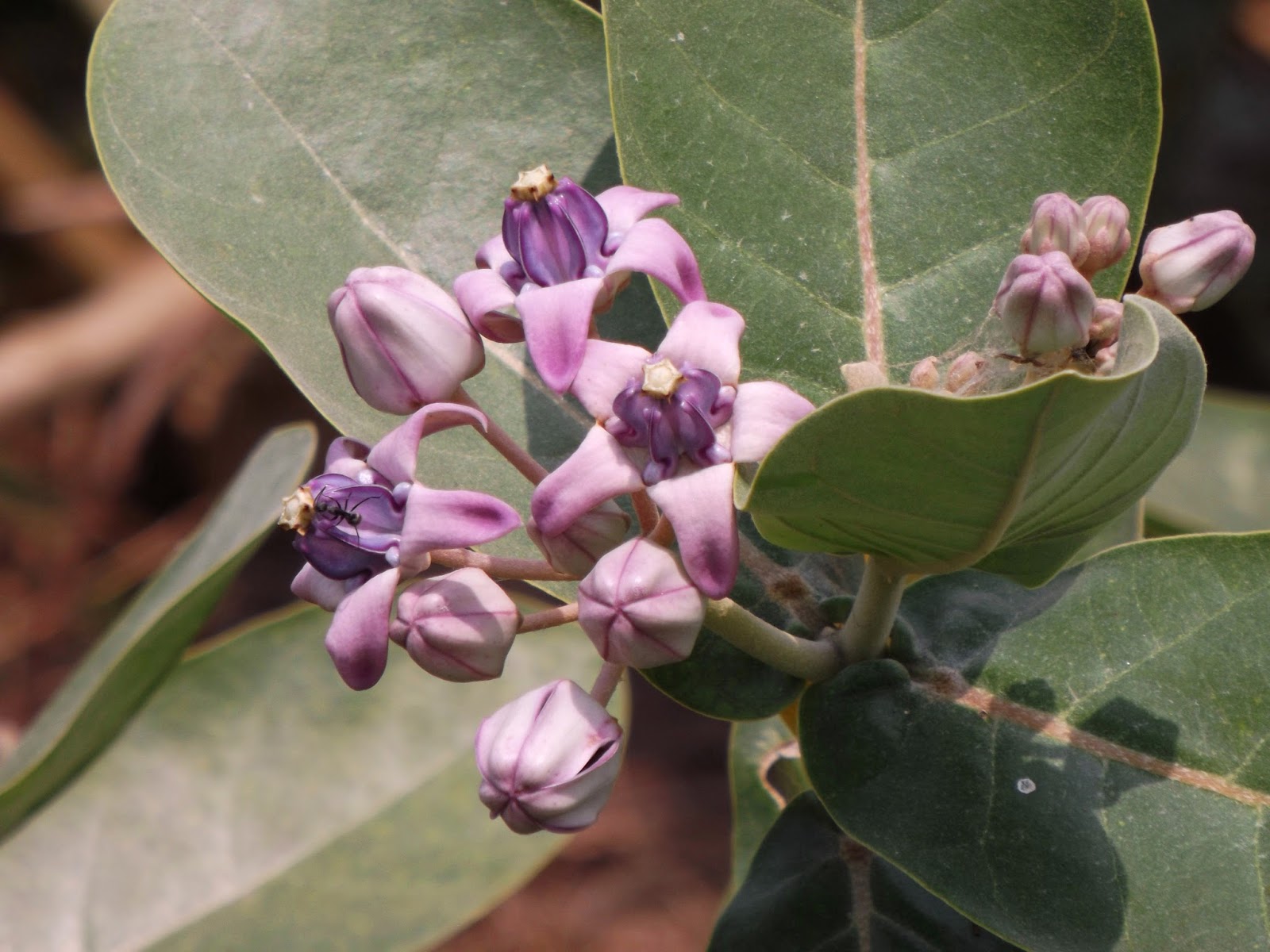 Akondo, Crown flower, Calotropis gigantea