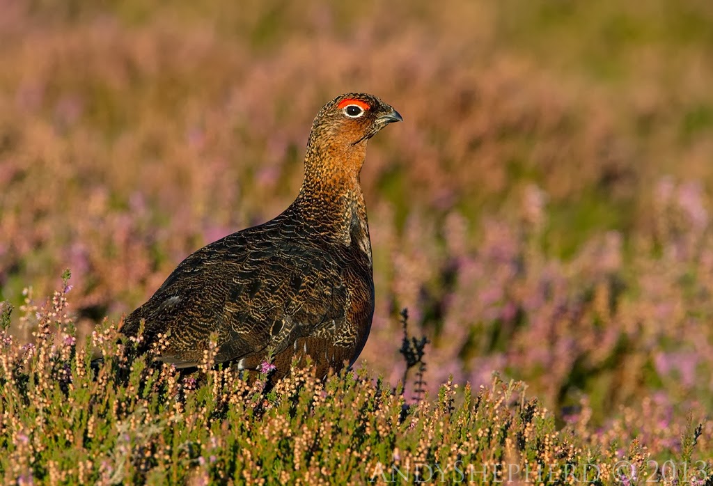 Andy Shepherd Wildlife Photography: More Red Grouse