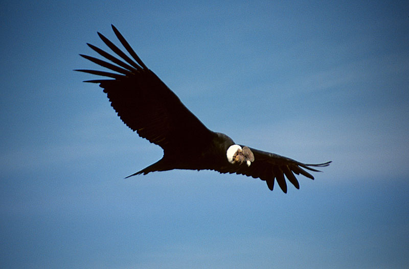 Idaho Nature Notes: Condor Conservation