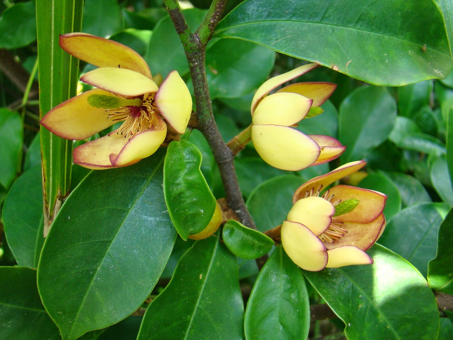 Georgia Market Bulletin Blog: Arty's Garden: Include Fragrant Flowers ...