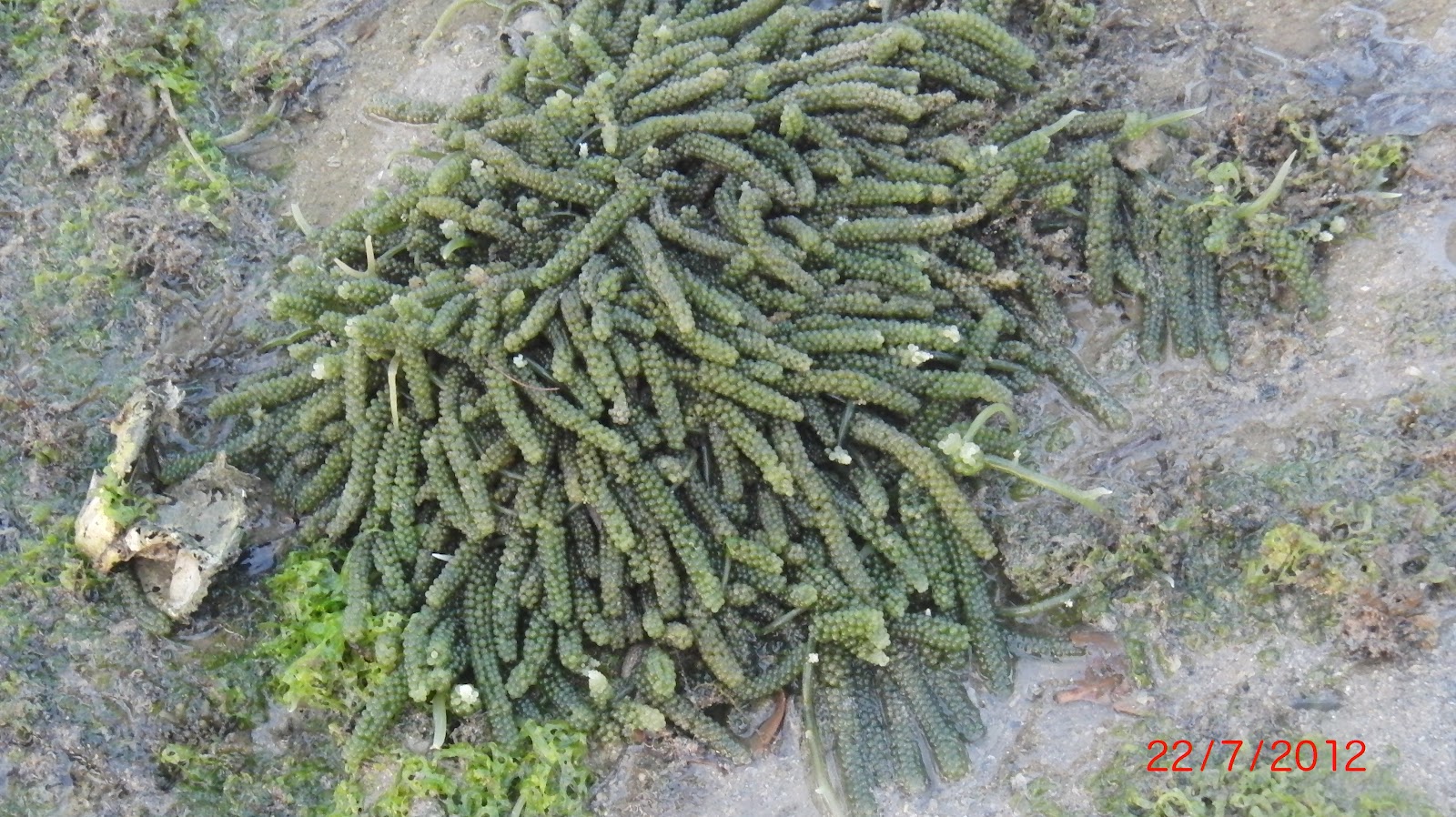 Marine Biology: Sea Grapes (Caulerpa lentillifera)