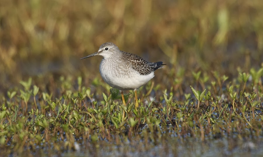 Rare & Scarce Birds In Britain