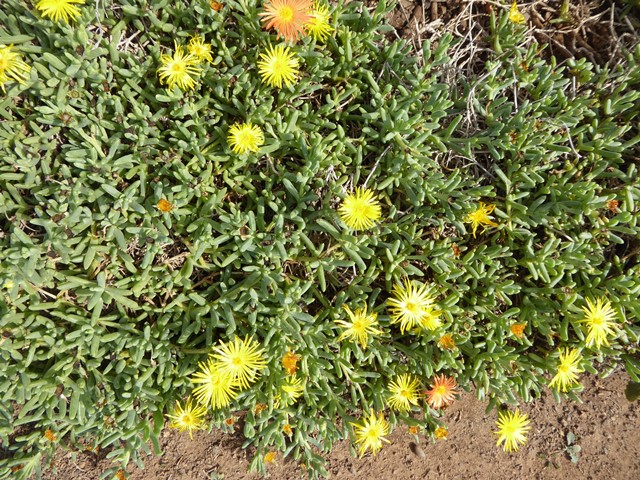 cavingliz non-cave albums: Flora & fauna of Sal, Cape Verde