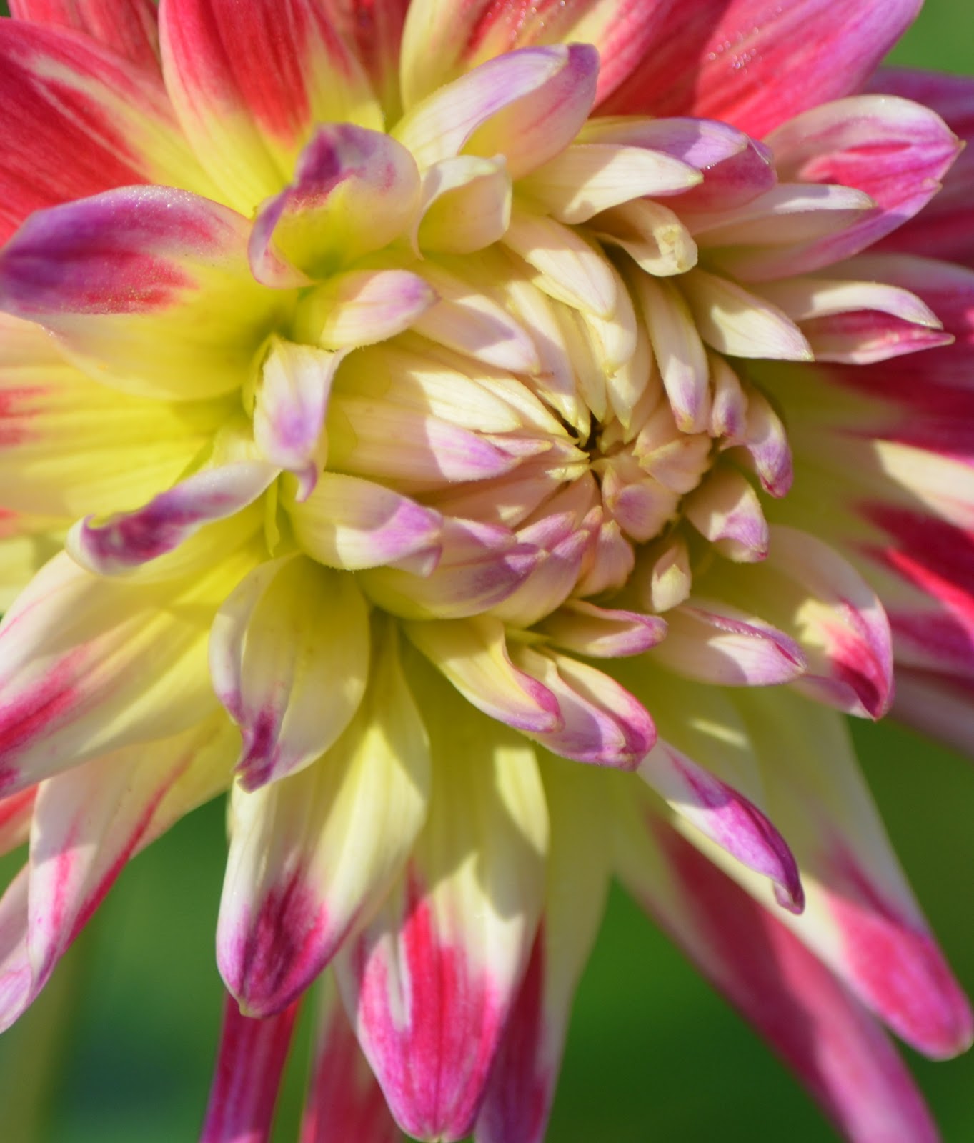 PS Whimsy - Behind the Brush: Dahling Dahlias!