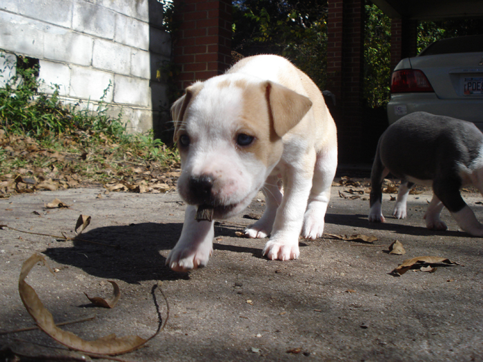 Raising Toot and Roxy: 5 weeks old pitbull puppies